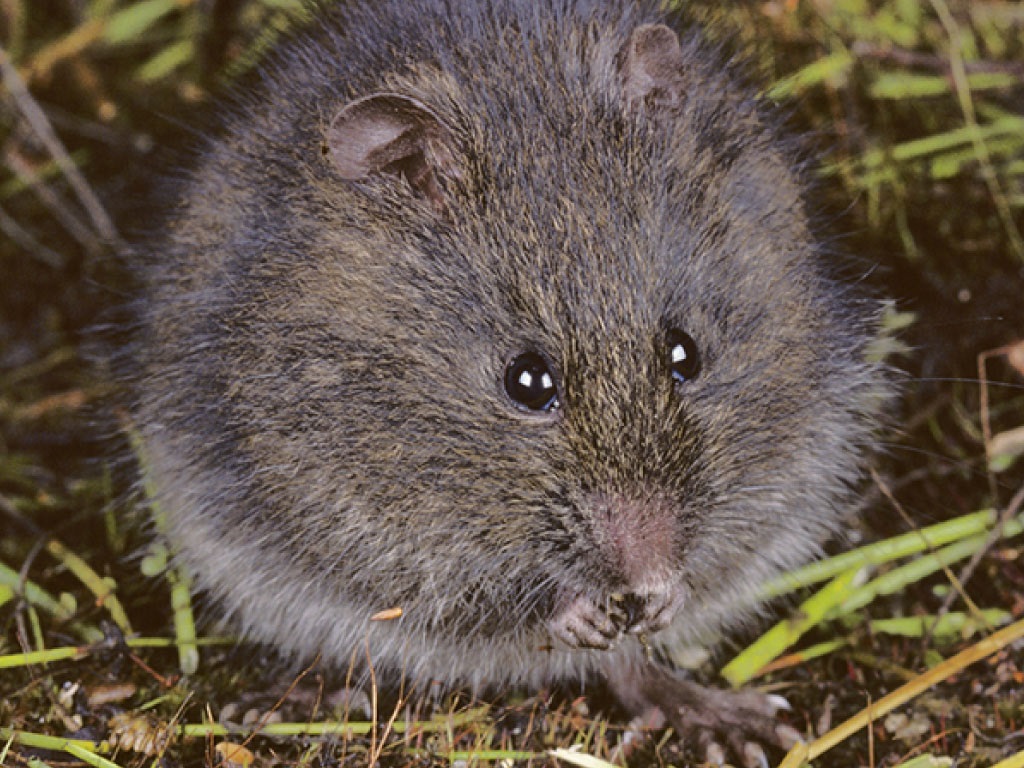 Rare seriously, seriously cute chubby-cheeked rat discovered | MetaFilter