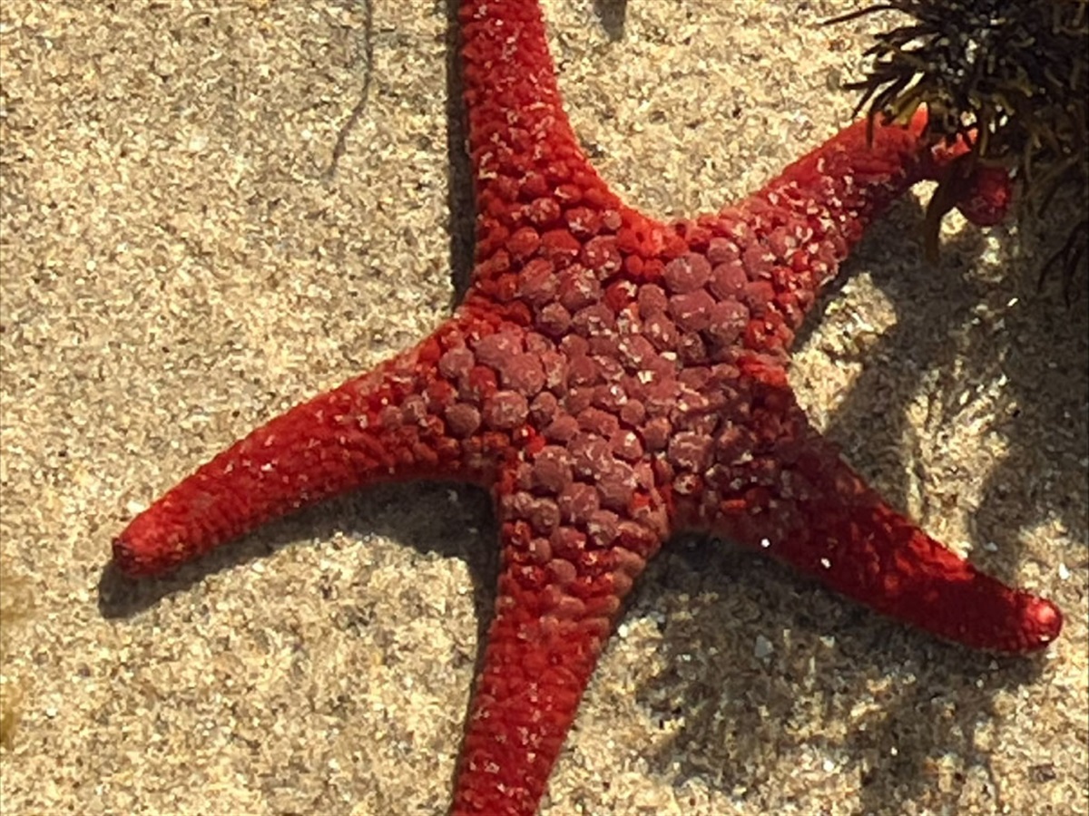 School Holidays Rock Pool Ramble Great Ocean Road Coast and Parks Authority